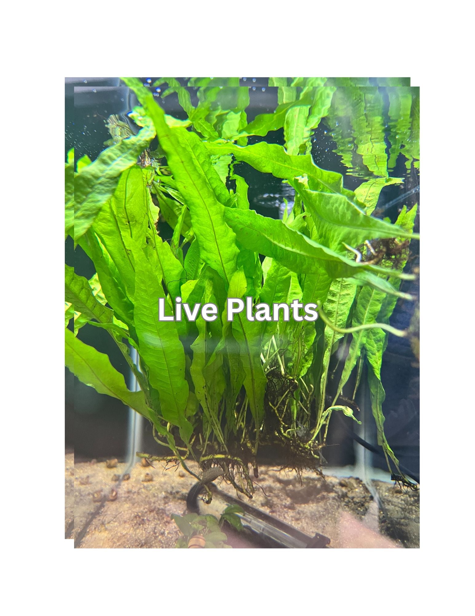 Live Plants – Small World Aquatics