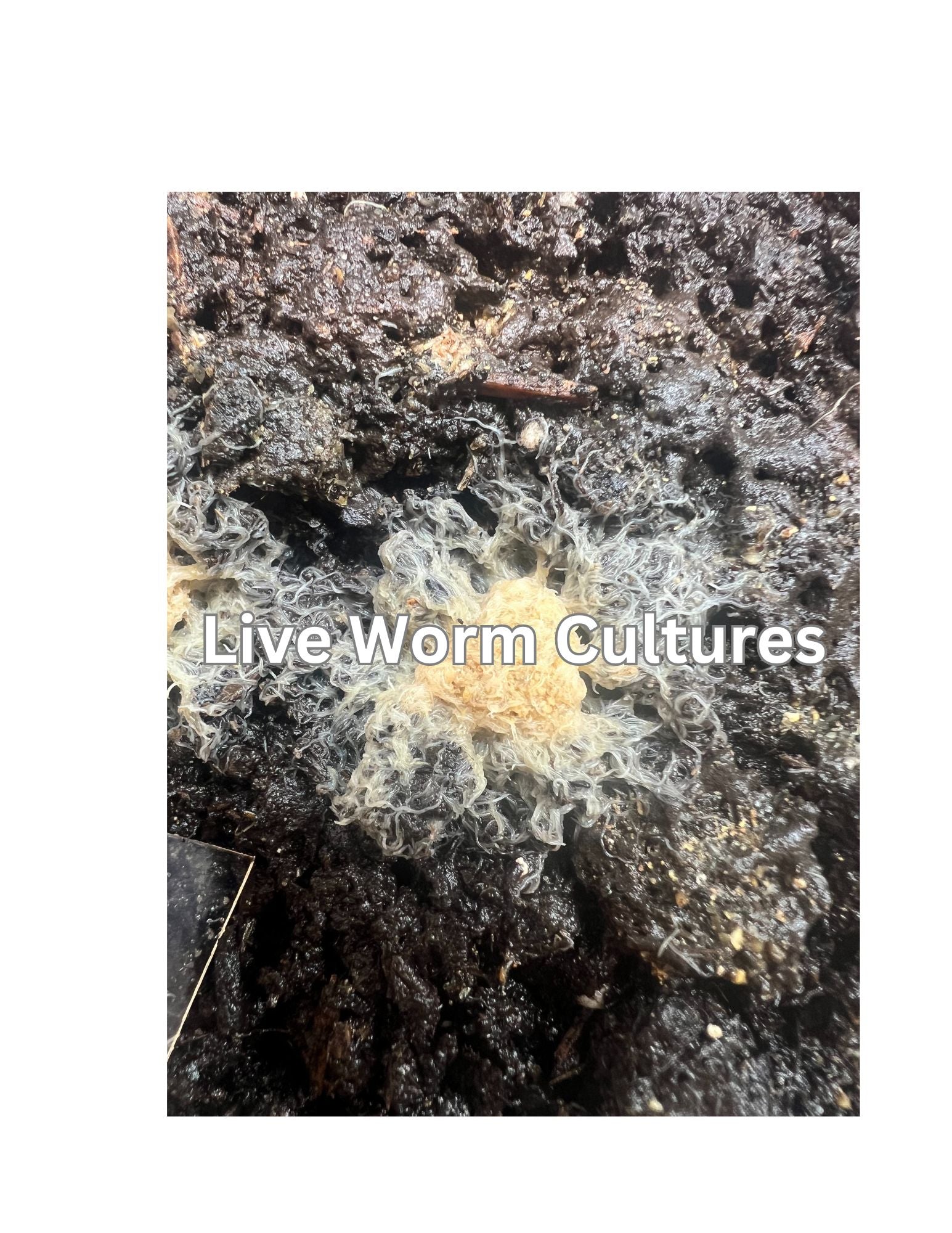 Live Worm Cultures – Small World Aquatics