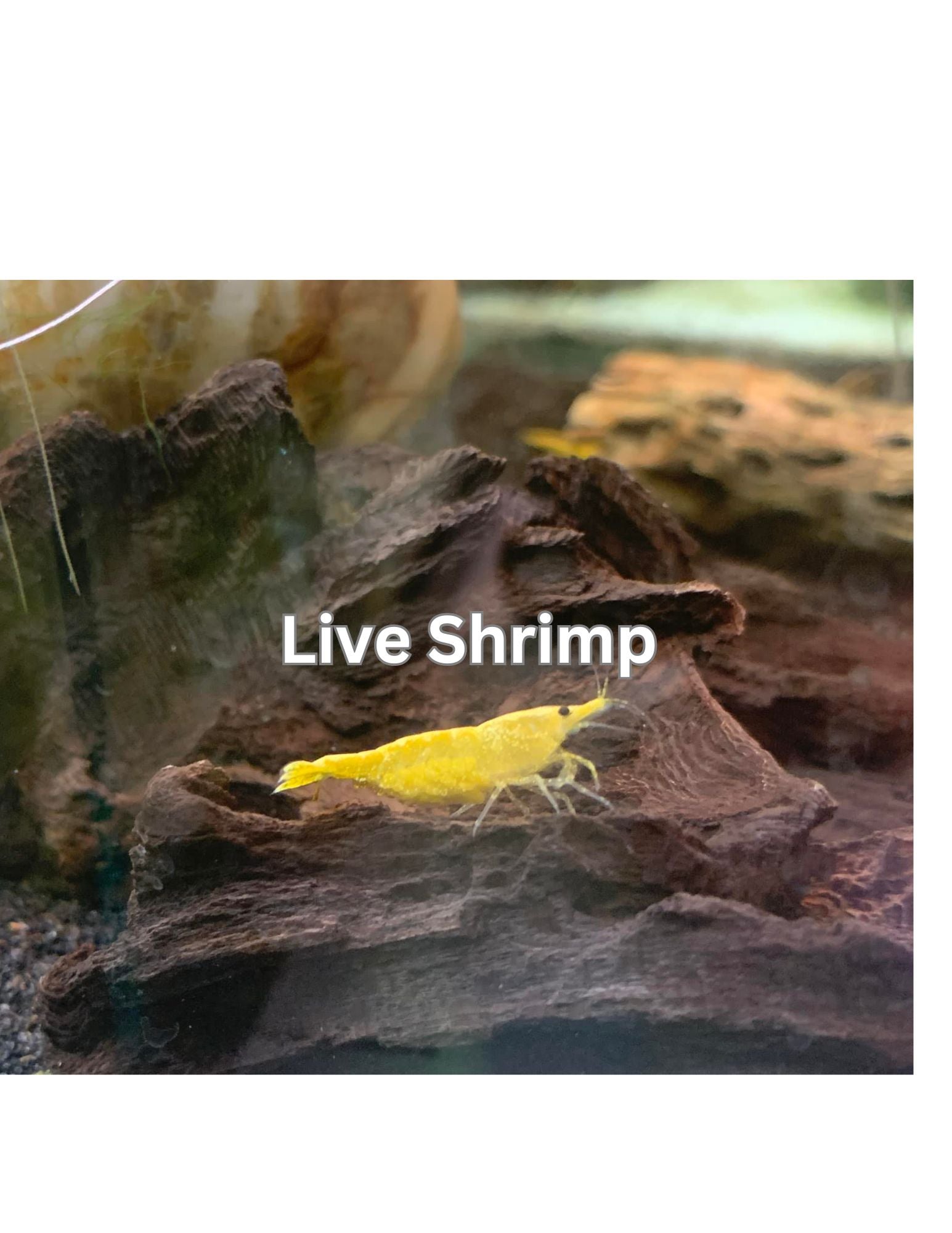Live Shrimp – Small World Aquatics