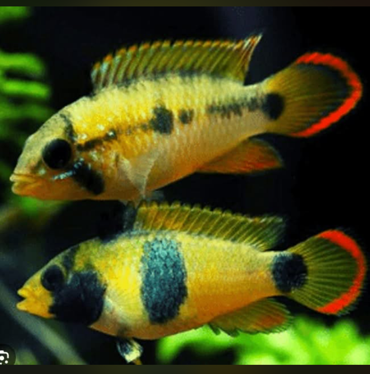 Apistogramma nijsseni – Small World Aquatics