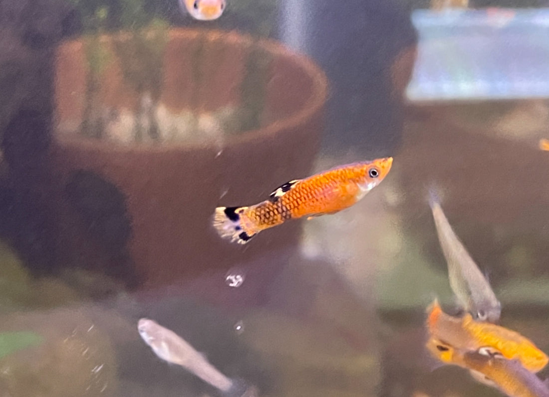 Swamp Guppies - Micropoecilia picta – Small World Aquatics