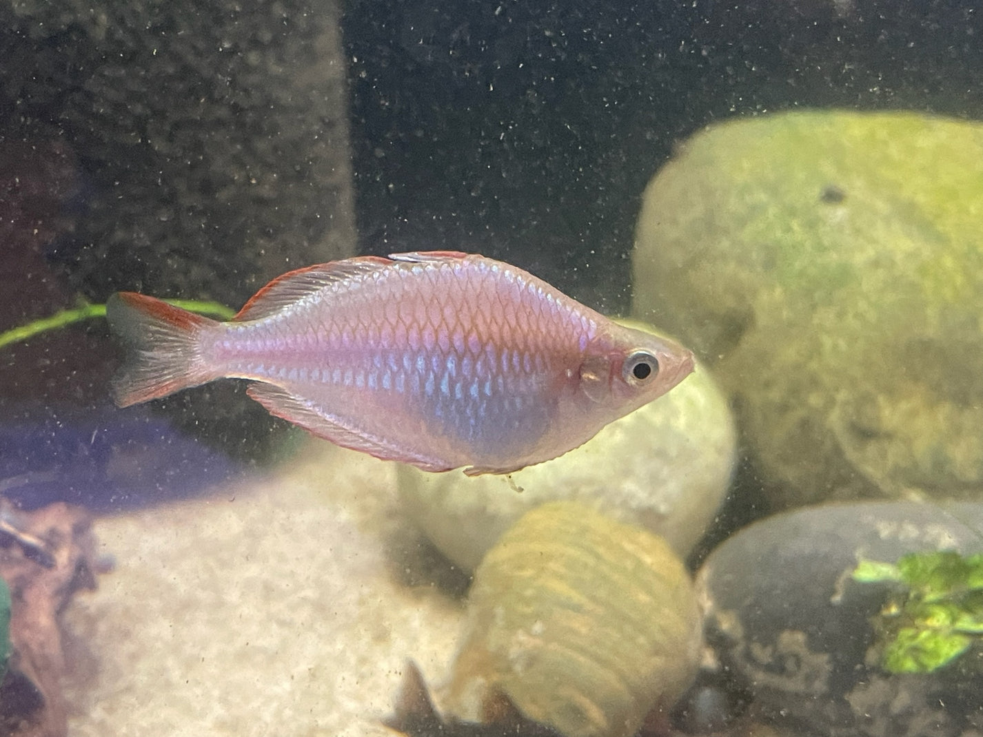 Melanotaenia praecox - Dwarf Neon Rainbowfish – Small World Aquatics