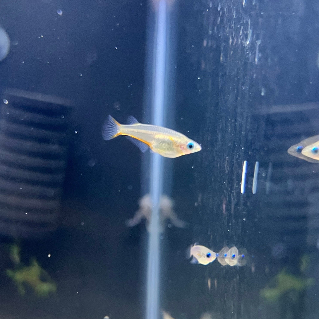 Hobbyist Bred Freshwater Fish – Small World Aquatics